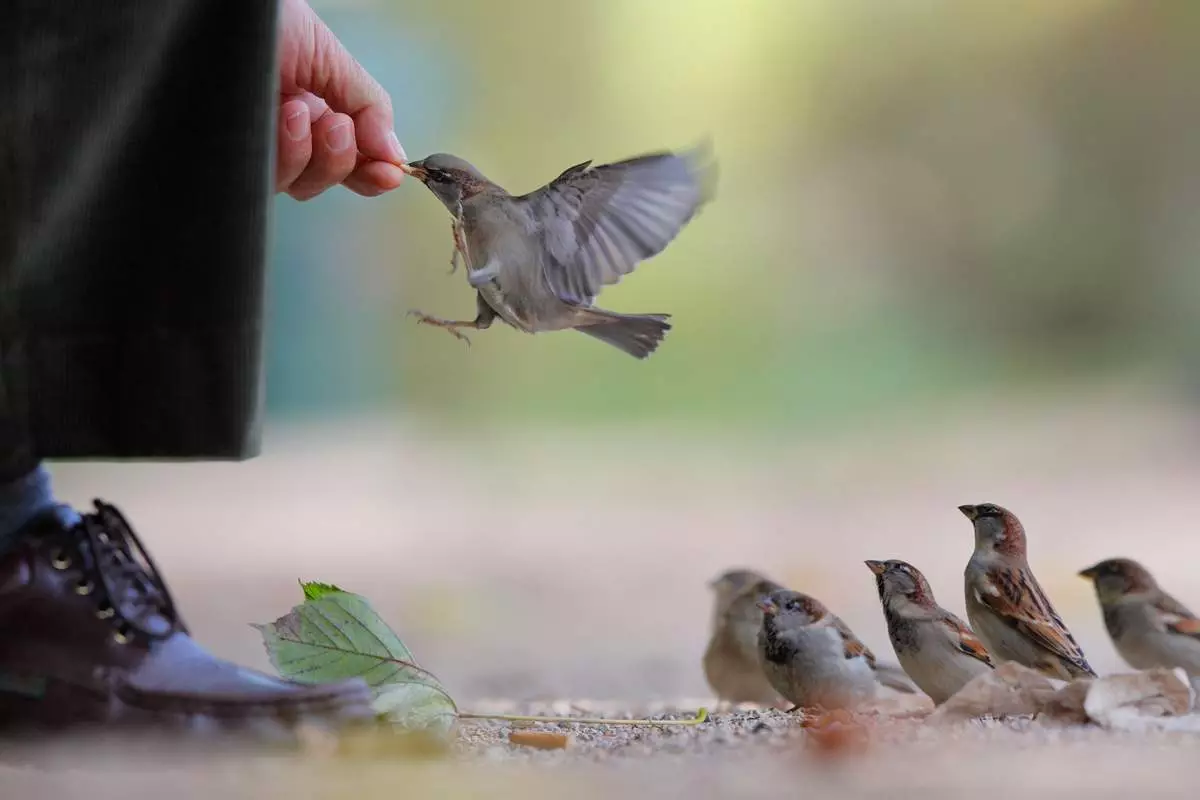 Was frisst ein Spatz in der Stadt?