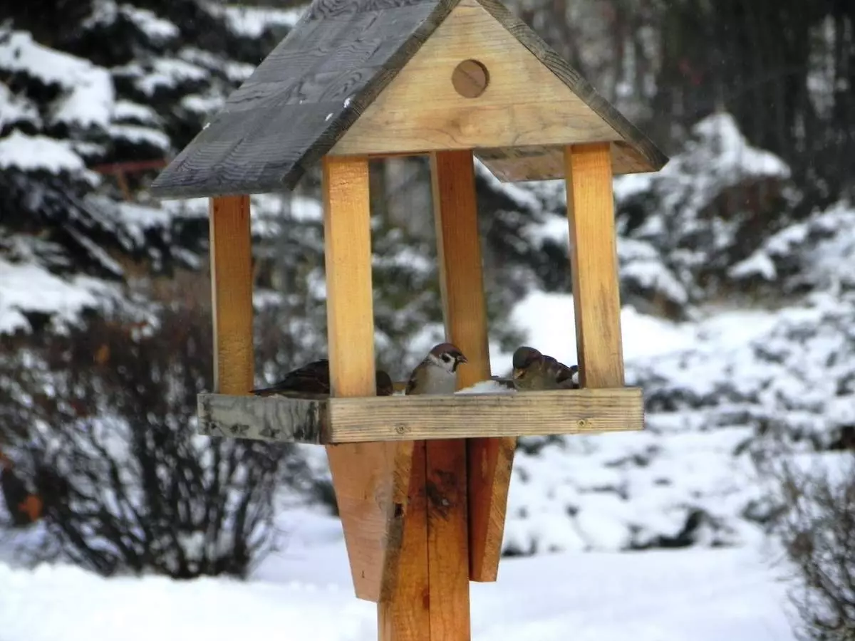 Alimentadores são outra forma de alimentar os pardais, especialmente no inverno.