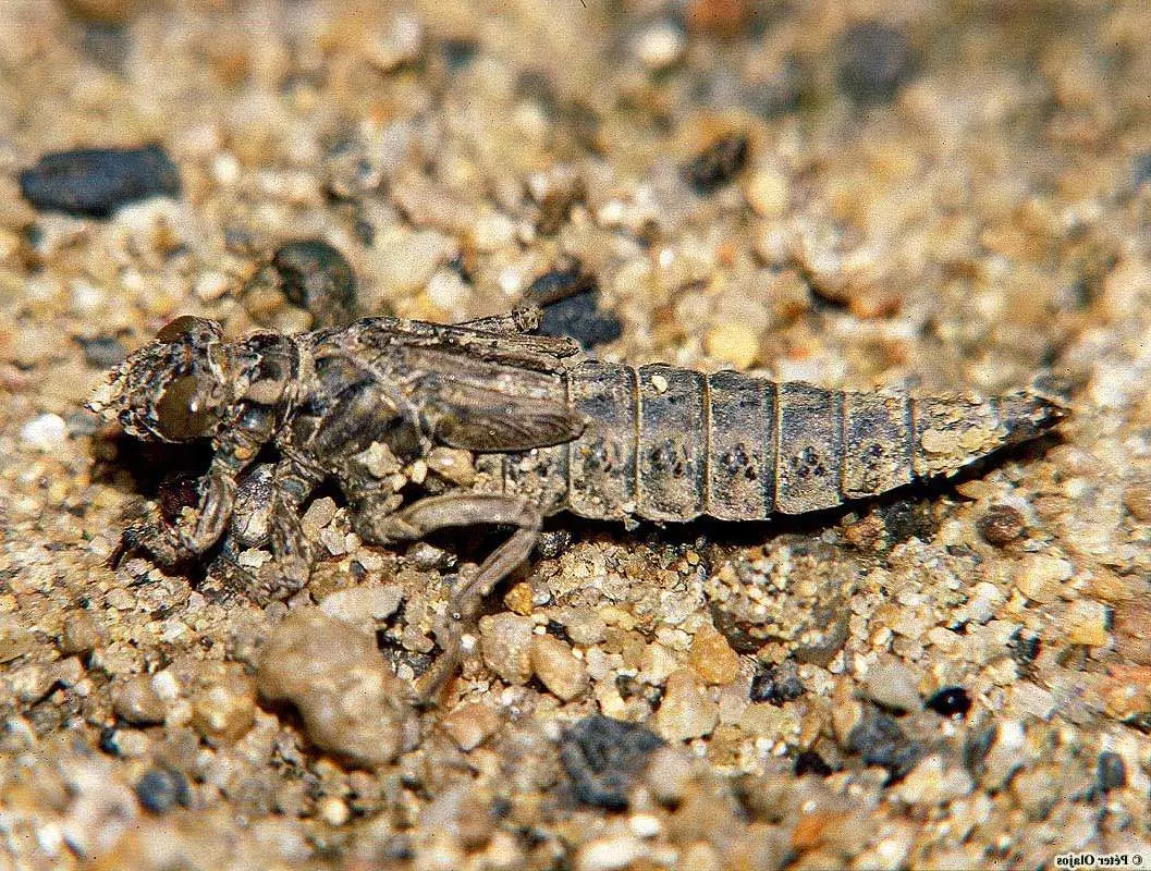 A larva do avô amarelo.