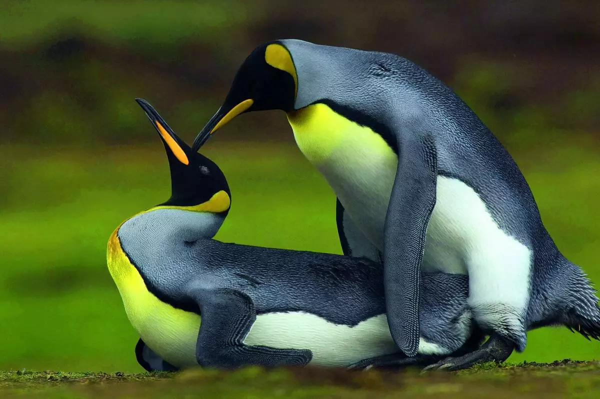 Наречені пінгвіни.