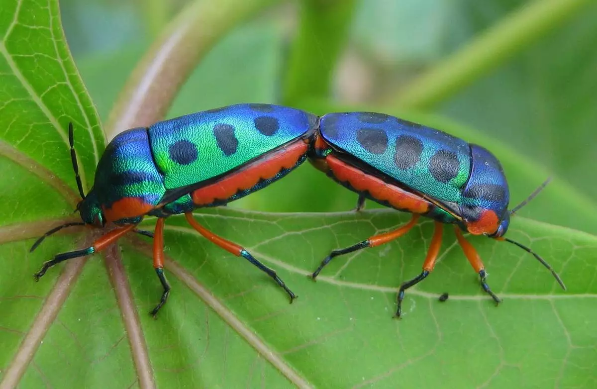 Beetles are creatures that are not afraid of evolution.