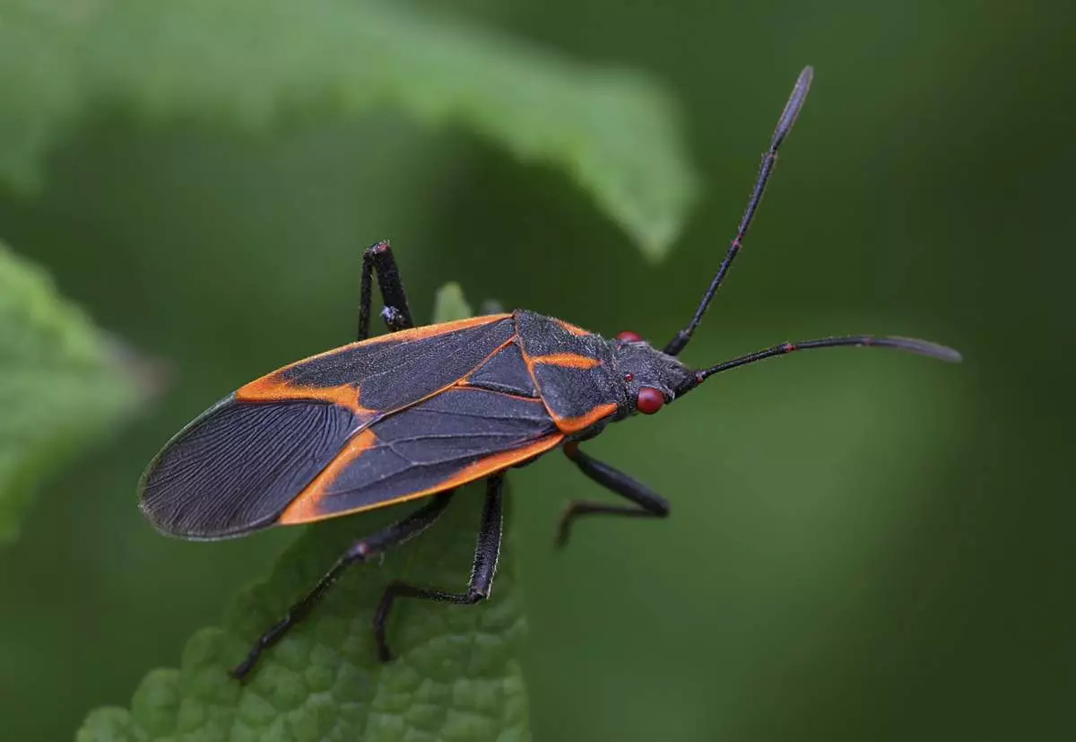 甲虫是生命力惊人的生物之一。