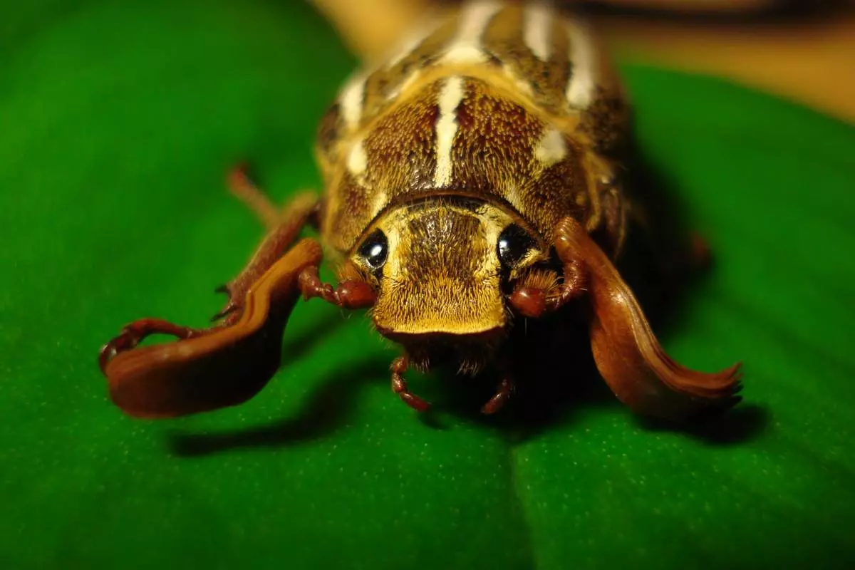Gândacii sunt organisme rezistente, se pot adapta la orice mediu.