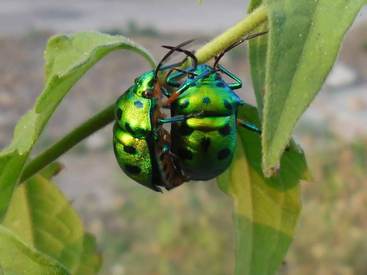 除了甲虫的韧性外，这些昆虫的某些种类还因其惊人的美丽而引人注目。