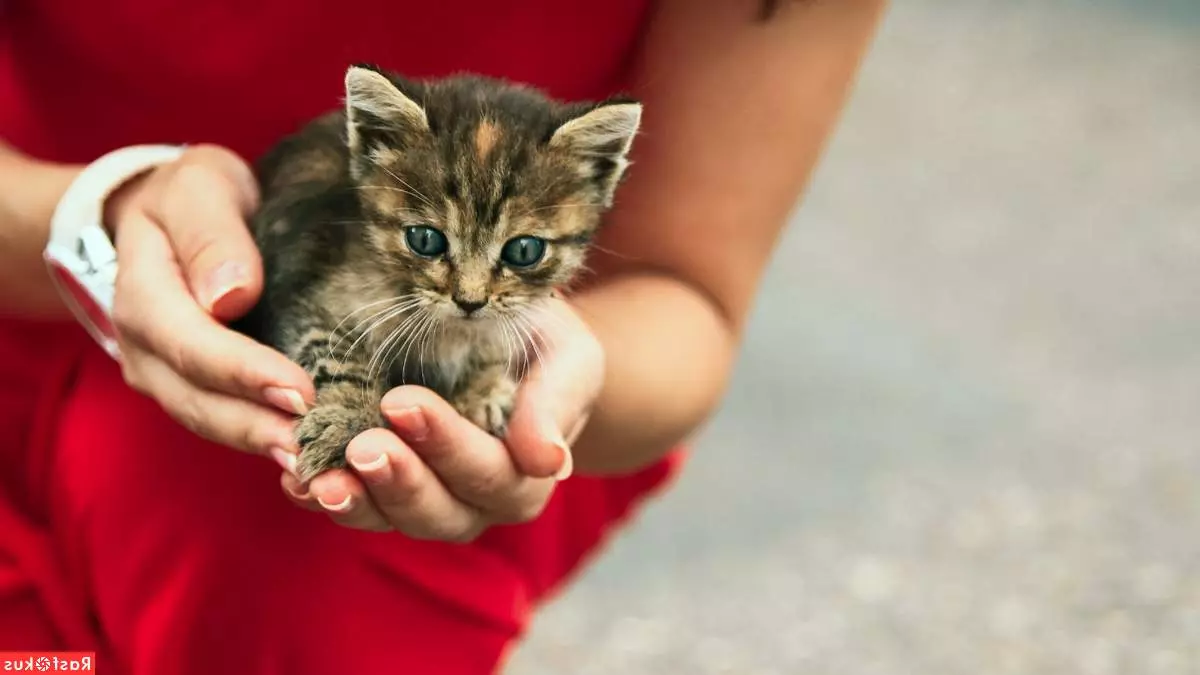 Sokaktan eve bir kedi yavrusu getirebilirsiniz, ancak özellikle evde küçük çocuklar varsa, enfeksiyon tehlikesini hatırlamanız gerekir.