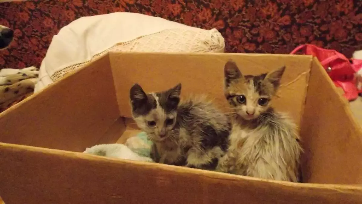 Kittens worden op de markt verkocht, maar dit is echt