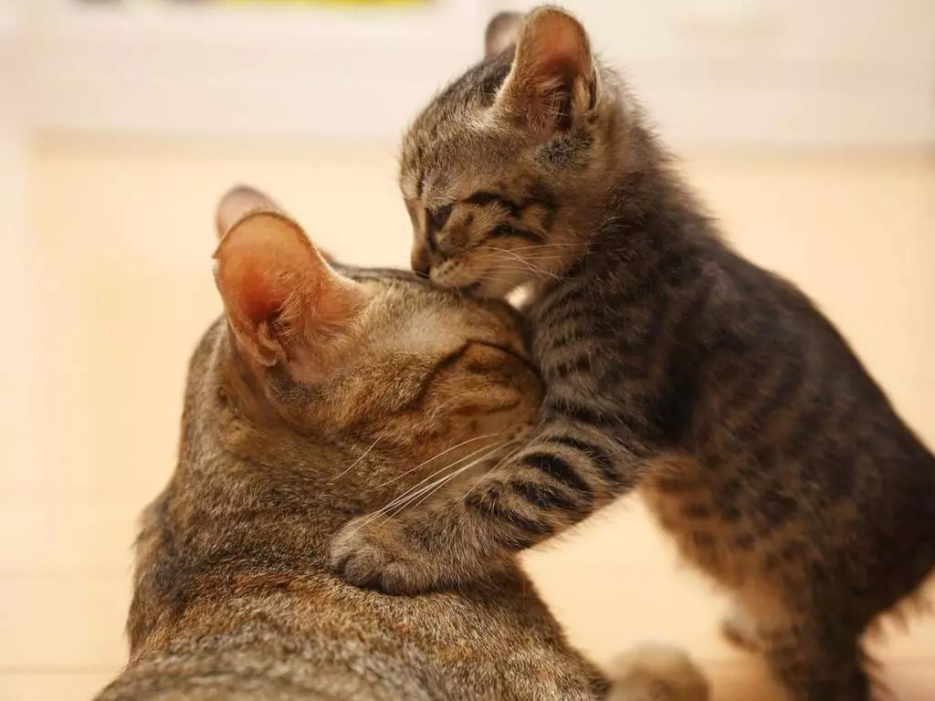 Upami anjeun nyandak anak ucing tina panangan anjeun, perhatoskeun ka indungna.