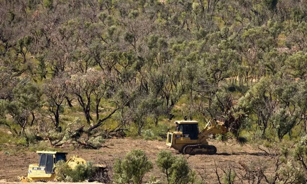 퀸즐랜드 관목 벌채의 파괴적인 영향