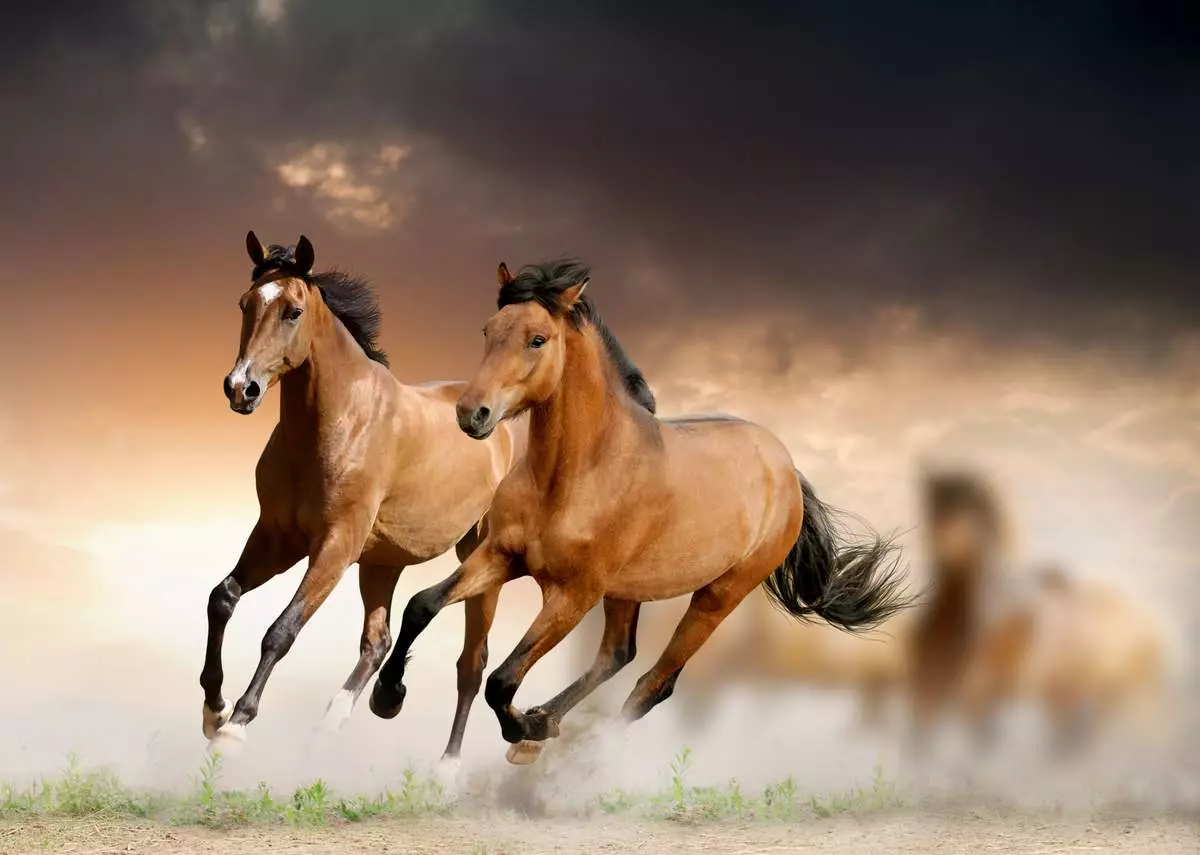 10 tanulságos tény a lovakról
