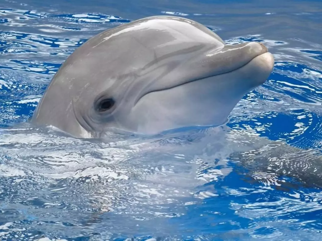 Valkoinen delfiini tai tukushi - endeeminen Amazonille