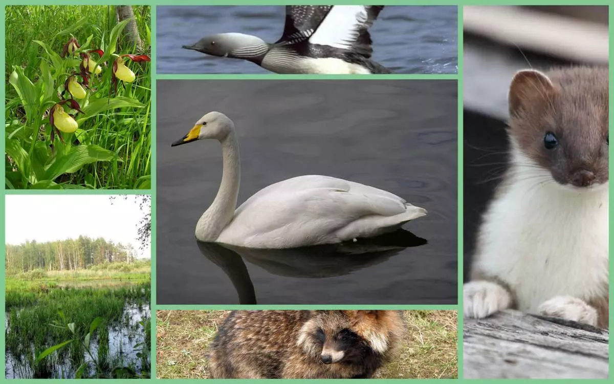 Cadangan Darwin: flora lan fauna.