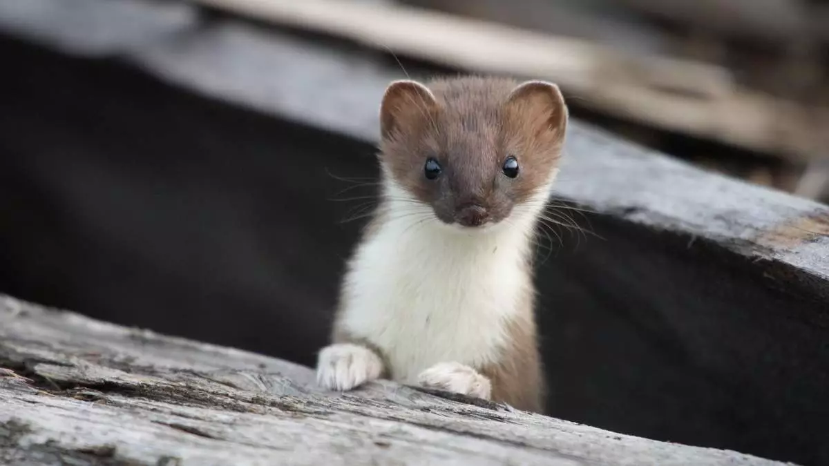 The local resident is an ermine.