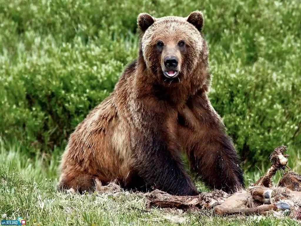 O oso pardo é un habitante local e mestre da taiga siberiana.