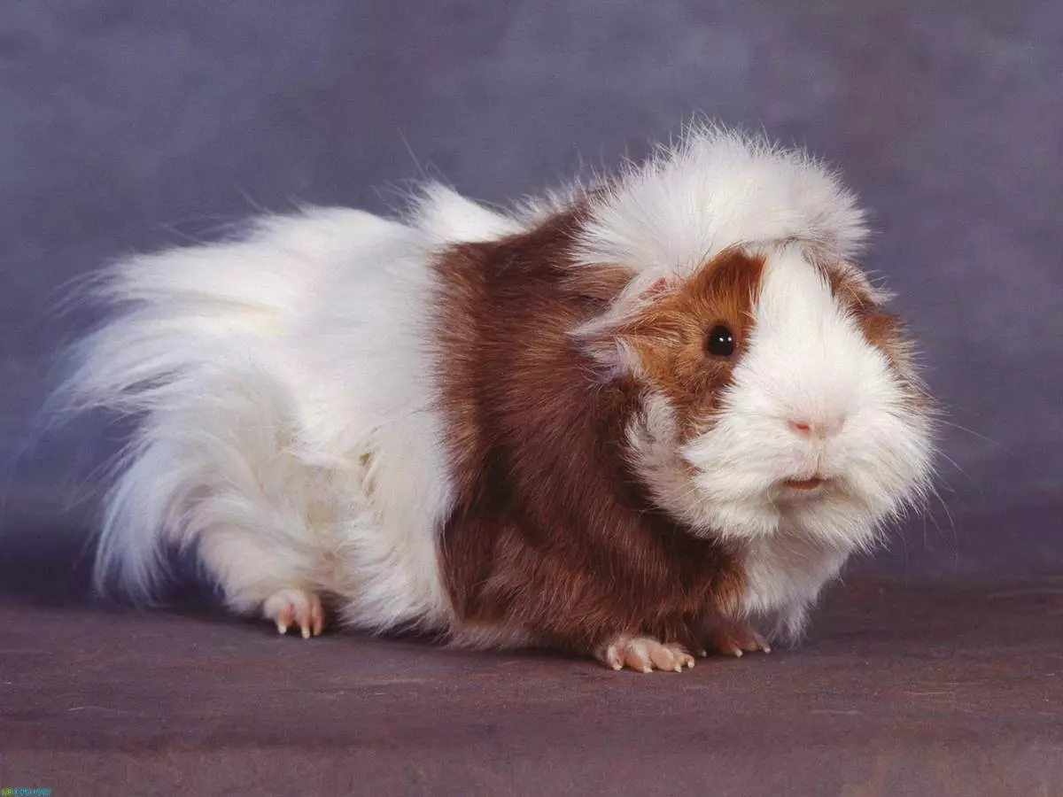 Cavia's knaagden aan de Mona Lisa 11024_1