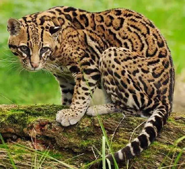 Izvana ocelot može nalikovati mladunčetu leoparda.