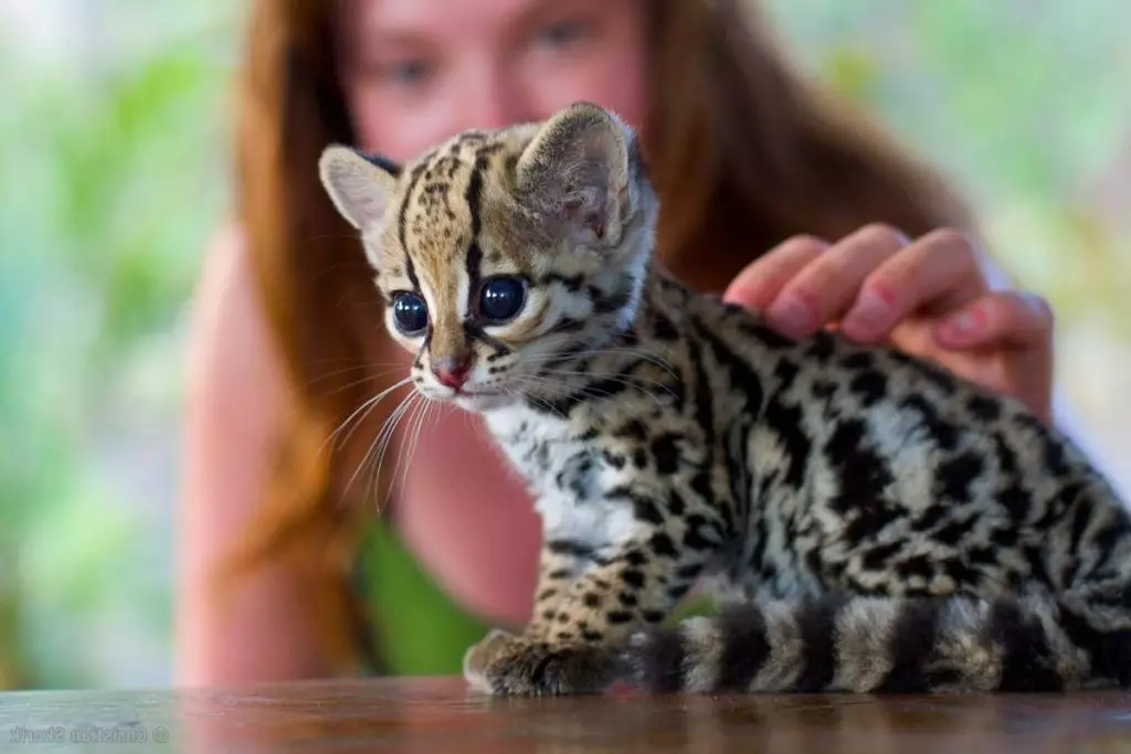 Kanggo nambah populasi ocelot, keno lan motret dilarang.