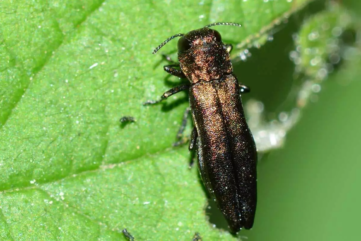 Узкотелая златка зелена (Agrilus viridis).