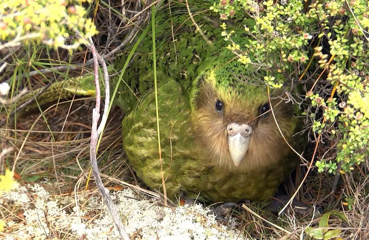 Kakapo (Strigops habroptila).