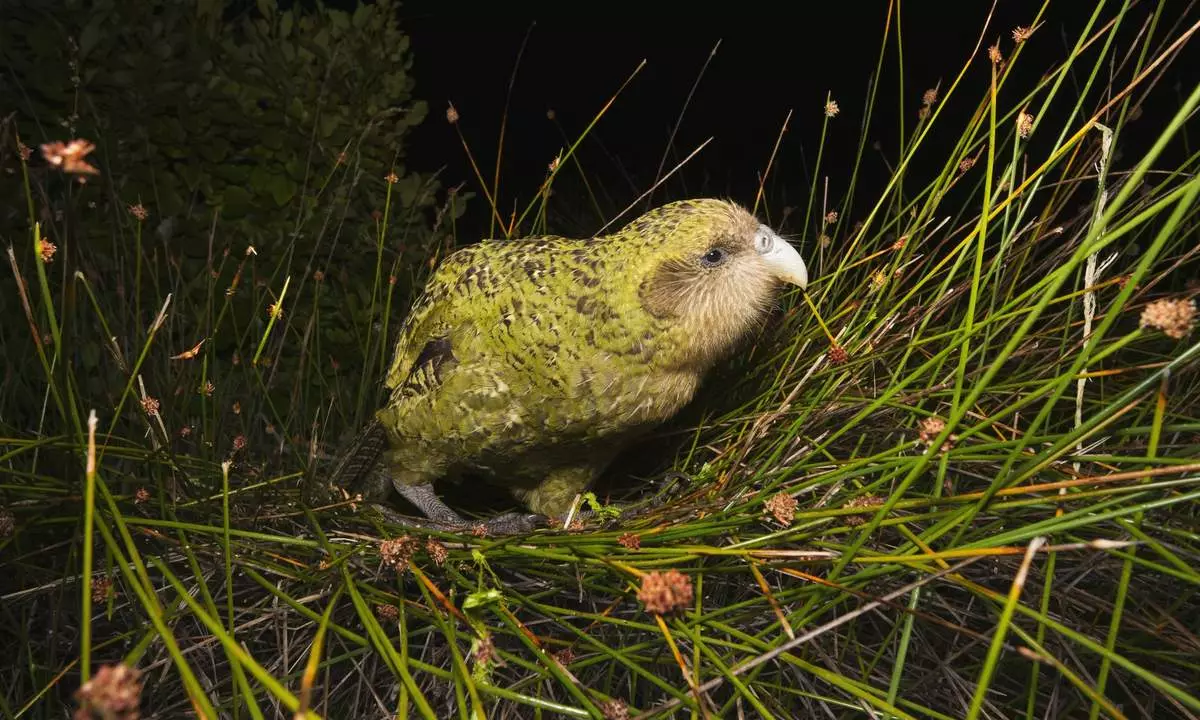 Kakapo är en sann långlever.