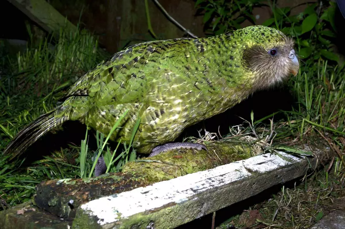 काकापोला उडणे कसे माहित नाही, परंतु त्याला बोलायला आवडते, जे न्यूझीलंडमध्ये आलेले पर्यटक वापरतात.
