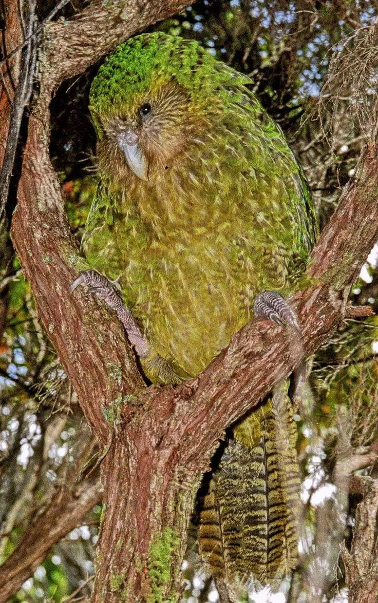 Kakapo uga diarani burung beo burung hantu, jebul amarga katon kaya manuk hantu.