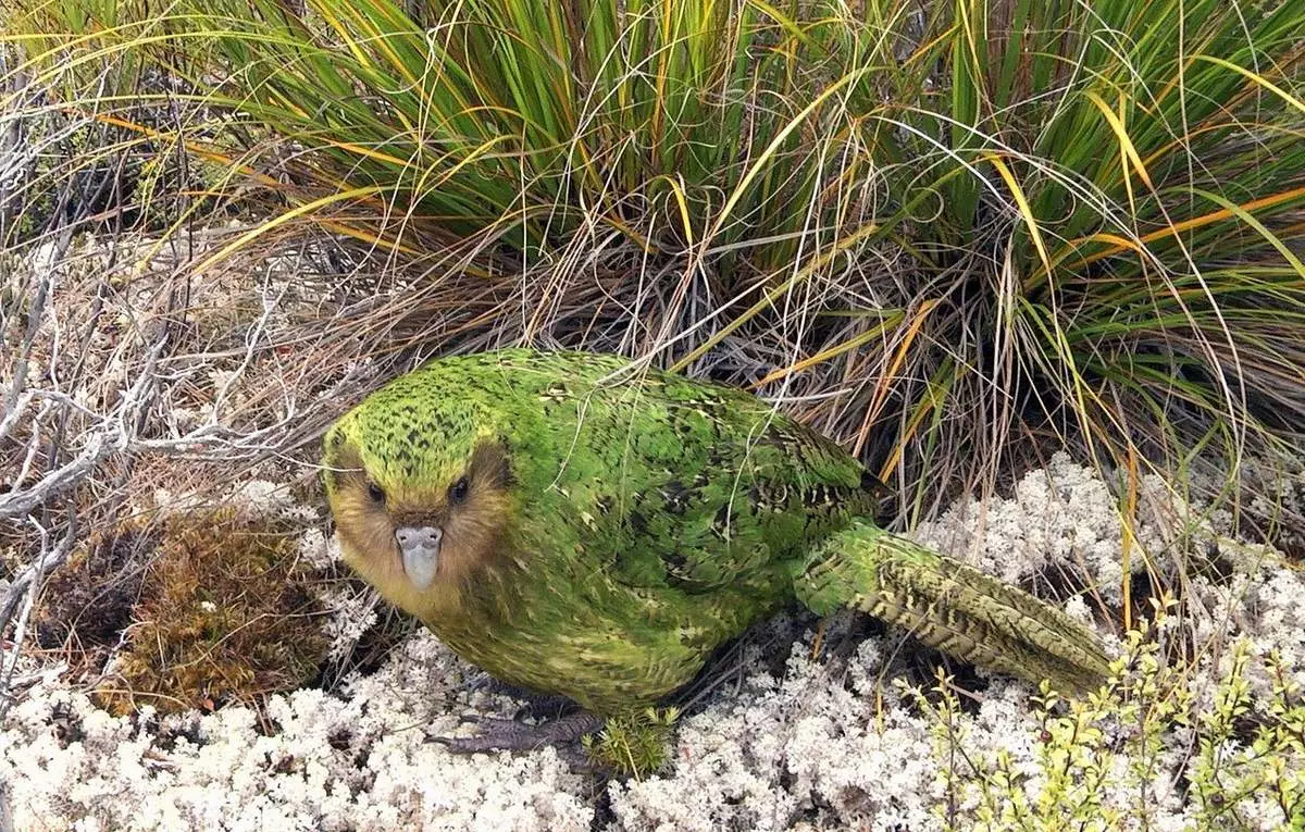 Kakapo nduwe cakar sing kuwat kanggo mbantu nyandhet wit.