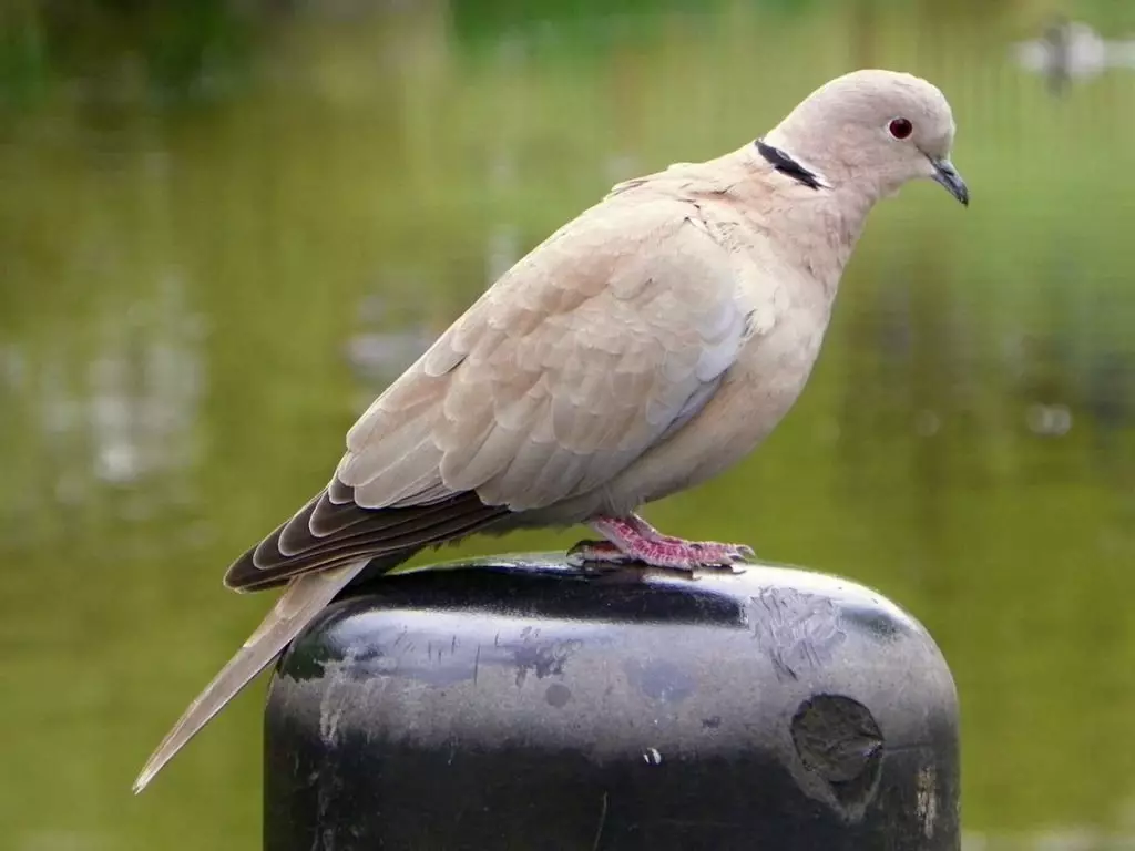 Plumage wanita iku paler.