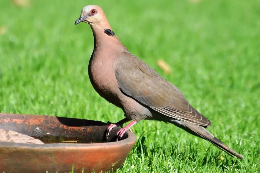 Alcune specie di tortore si stabiliscono volentieri in città, villaggi, parchi e giardini.