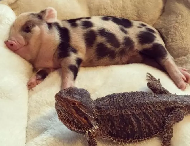 Möglicherweise kann sich das Ferkel im neuen Zuhause mit anderen Tieren anfreunden ...