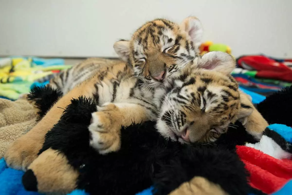 Varios cachorros de tigre de Bengala nacieron en la India a la vez.