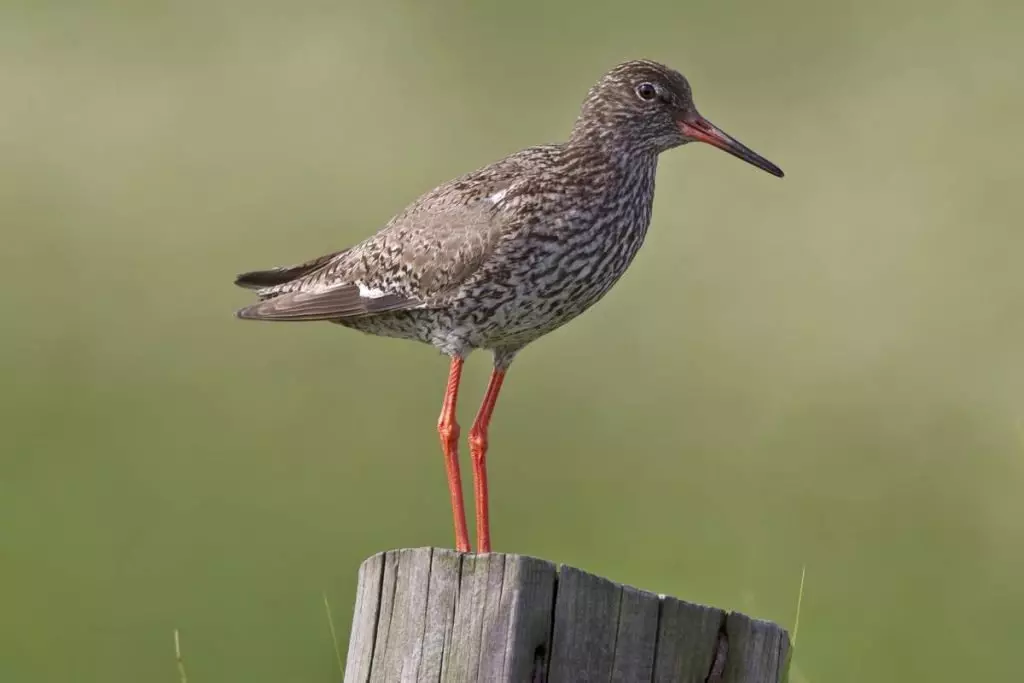 Herbalist (Tringa totanus).