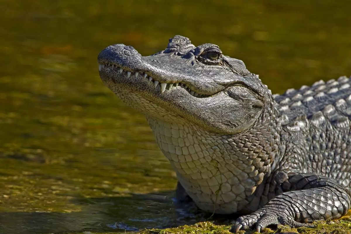 Alligators eru skelfileg skriðdýr.