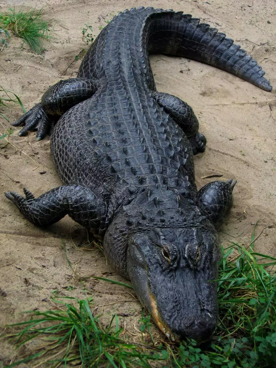 Bandaríski alligatorinn er ógnvekjandi í útliti einum.