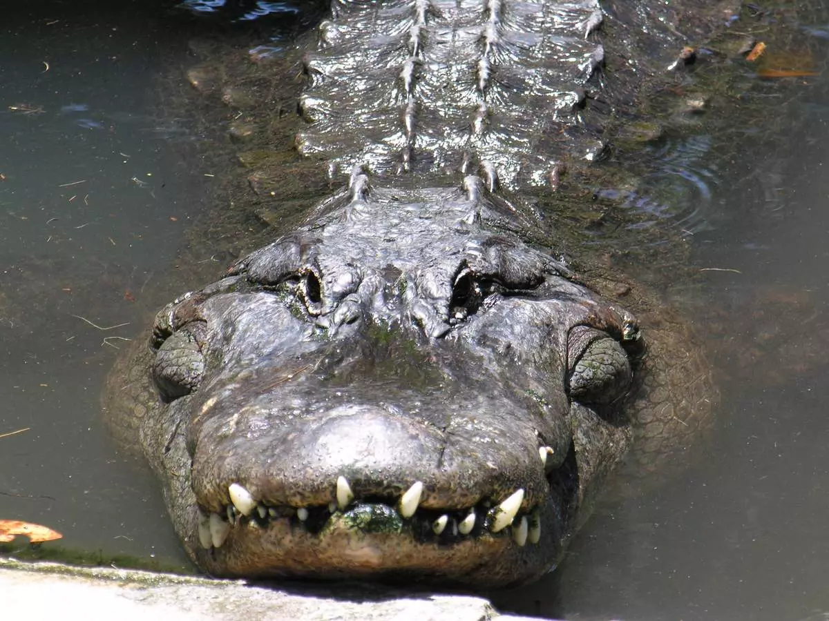 Alligator frá Brazos Bend.