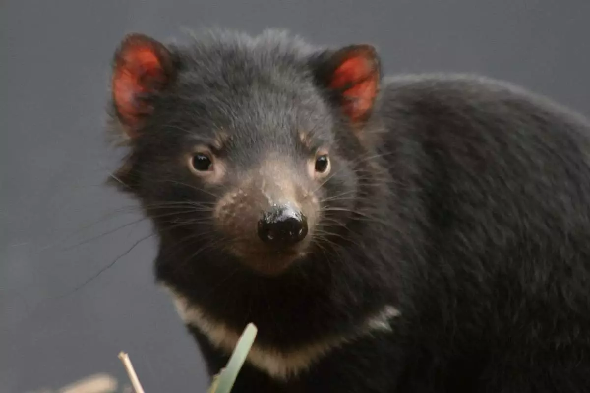 Demo marsupial (Sarcophilus laniarius).