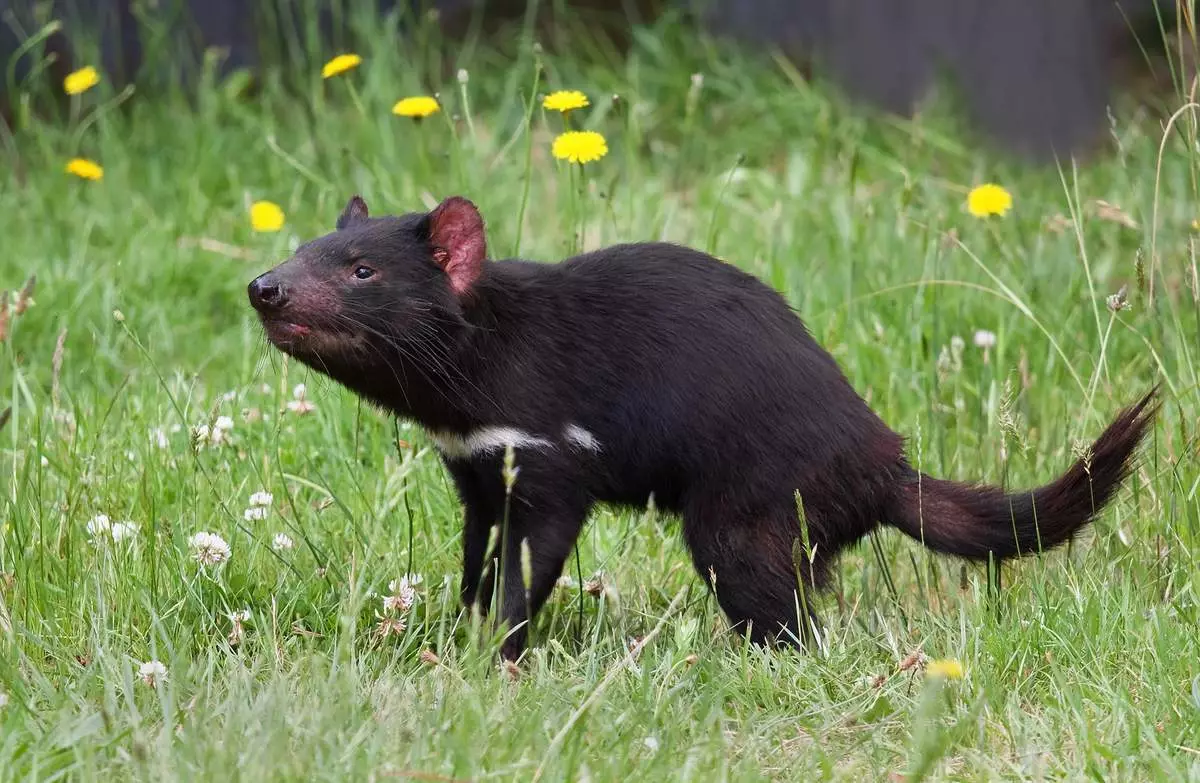 Iblis Tasmania adalah spesies langka yang langka, oleh itu ia dilindungi oleh undang-undang.