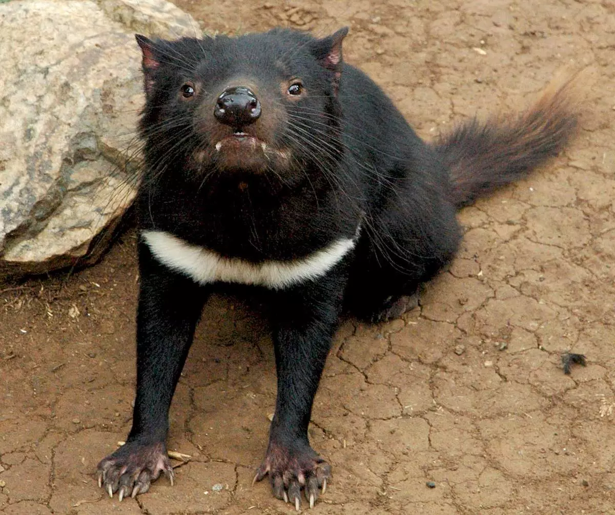 Torbarski vragovi su dobri roditelji. Majka se brine o potomstvu, noseći ga u torbi.