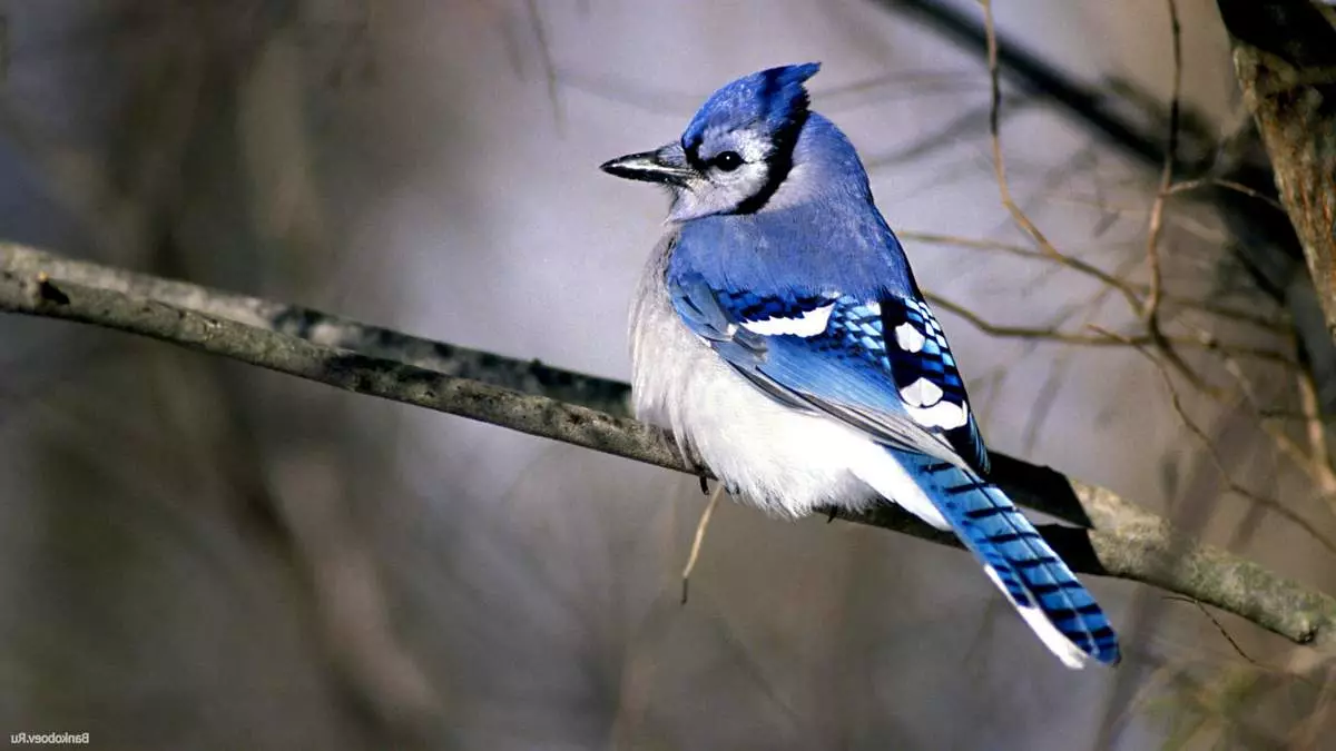 Crested jay.