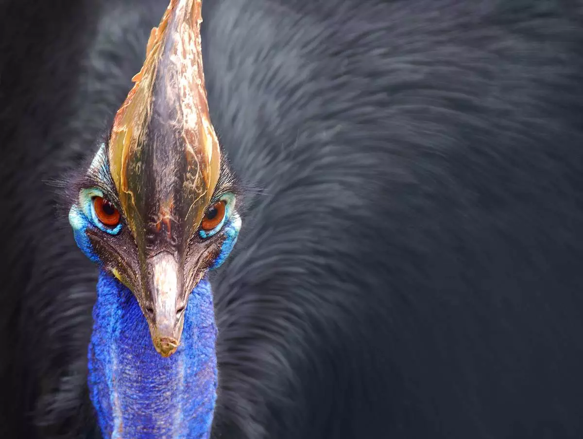 Helmet-Nosed Cassowary e Phetha