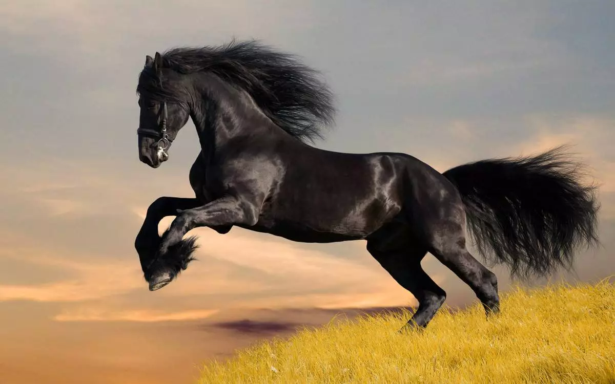 Horses are ranked among the longest-livers of planet Earth.