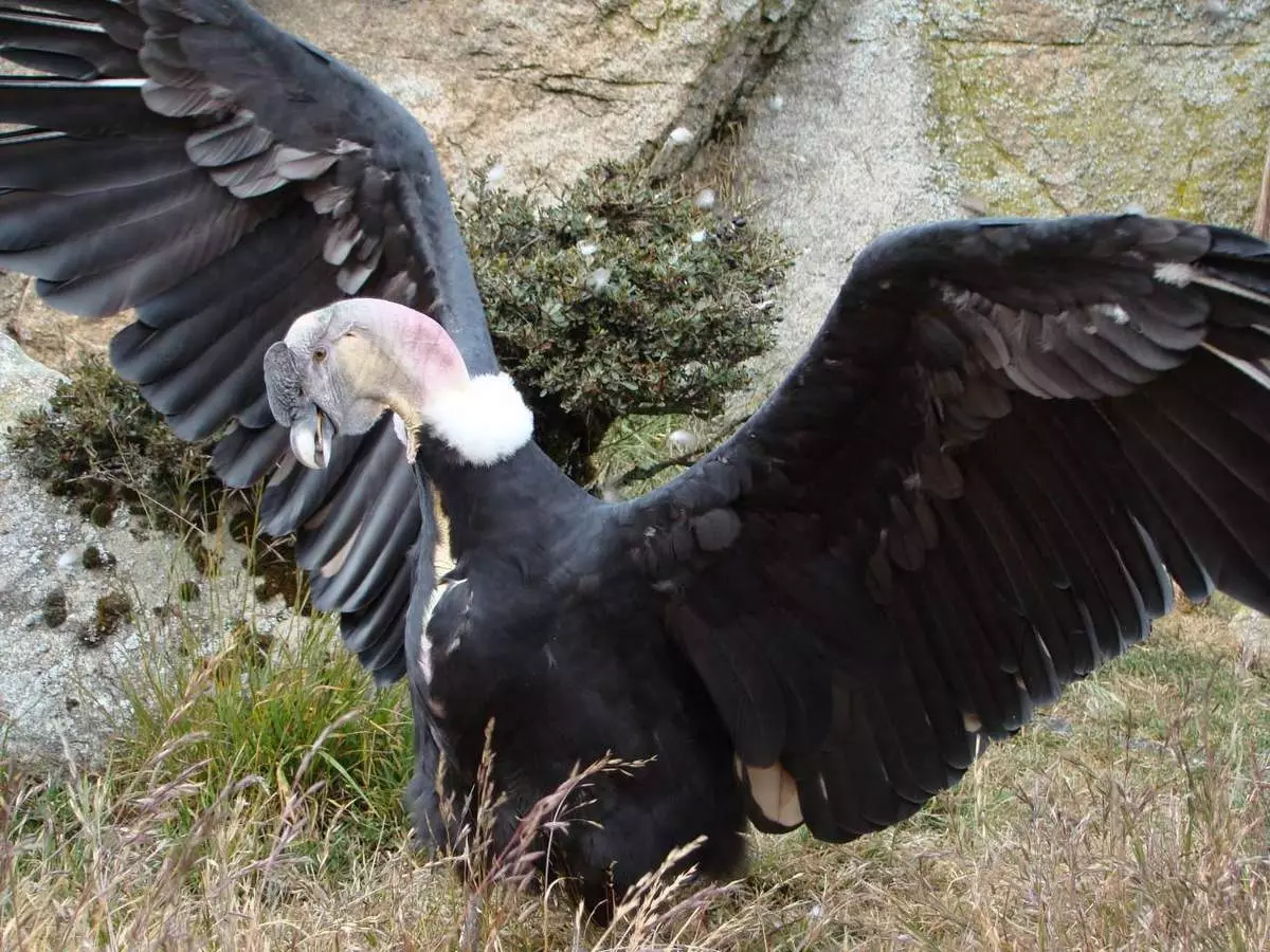 The condor bird - among the birds, it is one of the longest-lived.