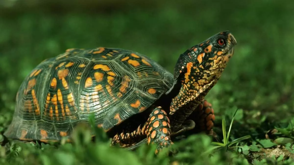 The turtle is a long-liver among reptiles.