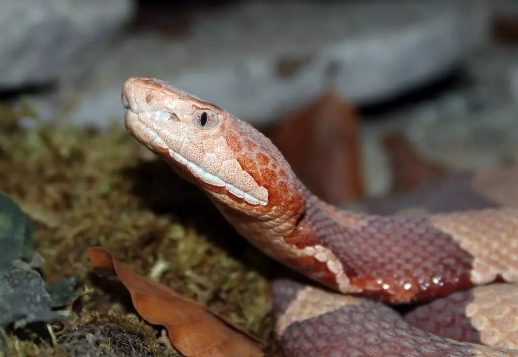 Shitomordnik cu cap de cupru (Agkistrodon contortrix).