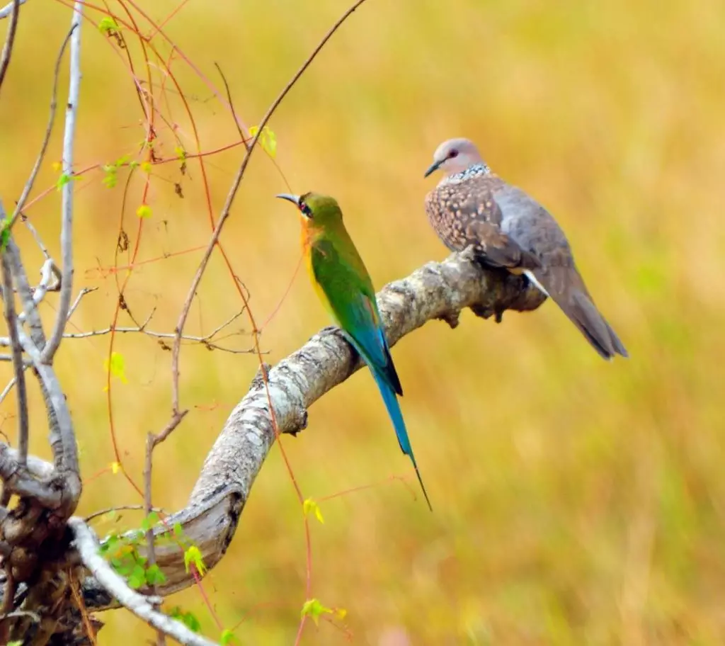 O Abelharuco-de-cauda-azul constrói seu ninho em colônias em margens arenosas.