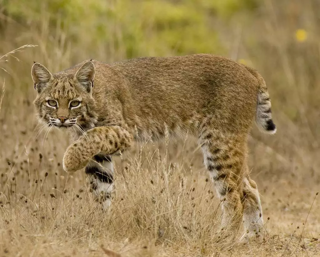 Lynx e khubelu