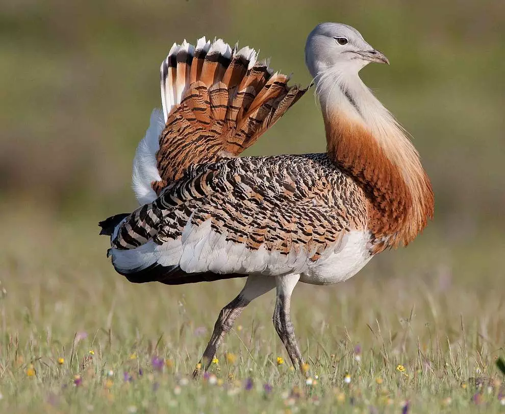 Bustard besar adalah penghuni tanah Ukraine.