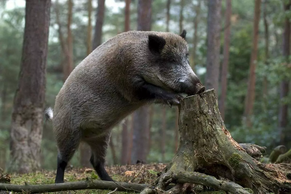 Un cinghiale.