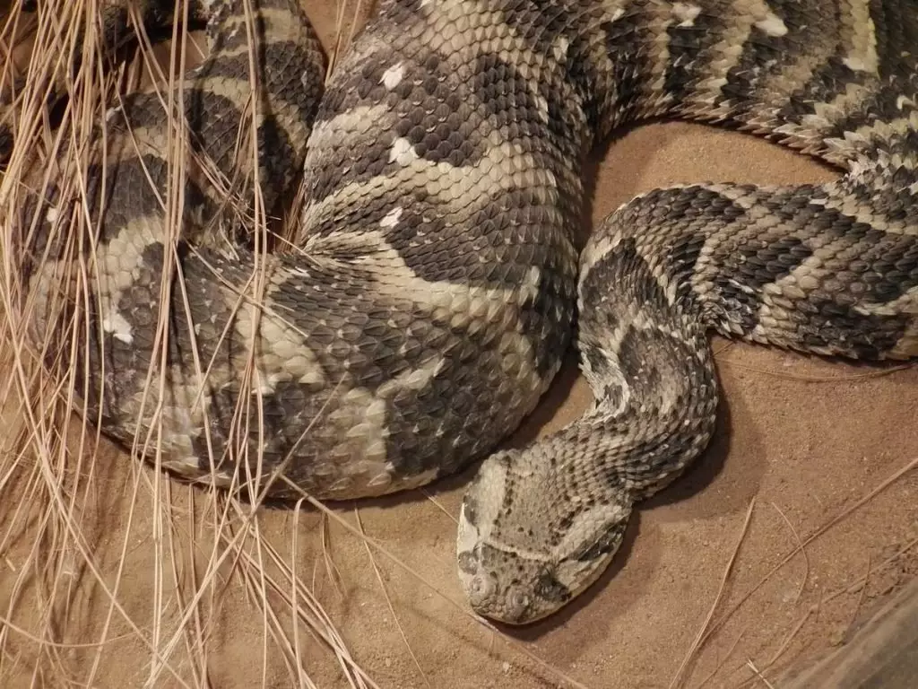 Støyende hugorm (Bitis arietans).