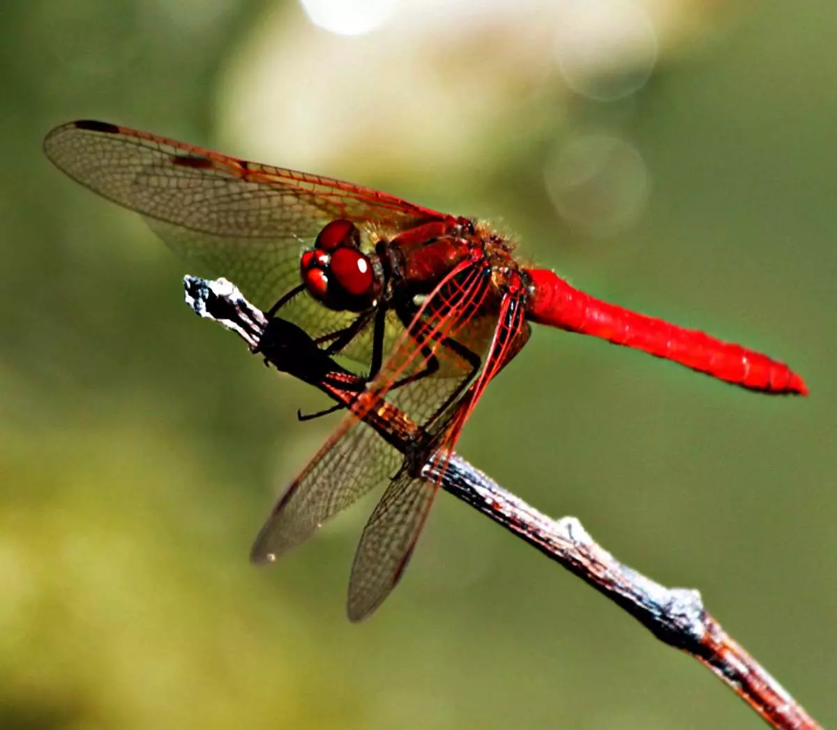 Hmyz z řádu vážek (Odonata).