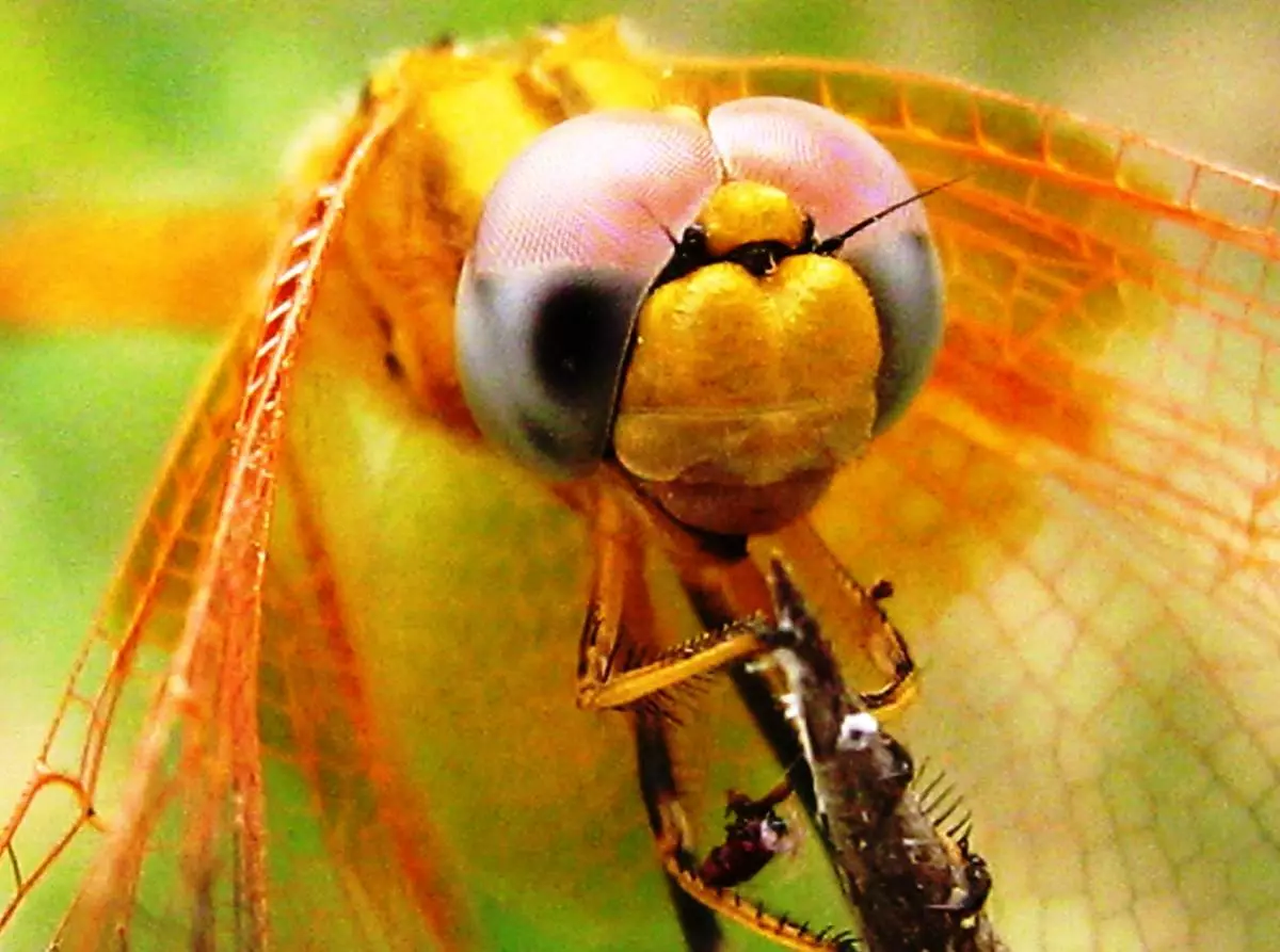 Awọn oju Dragonfly ni eto alailẹgbẹ kan.